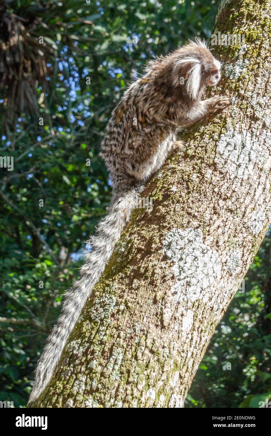 Common Marmoset (Callithrix jacchus) on the Sugar Loaf in the Town of ...