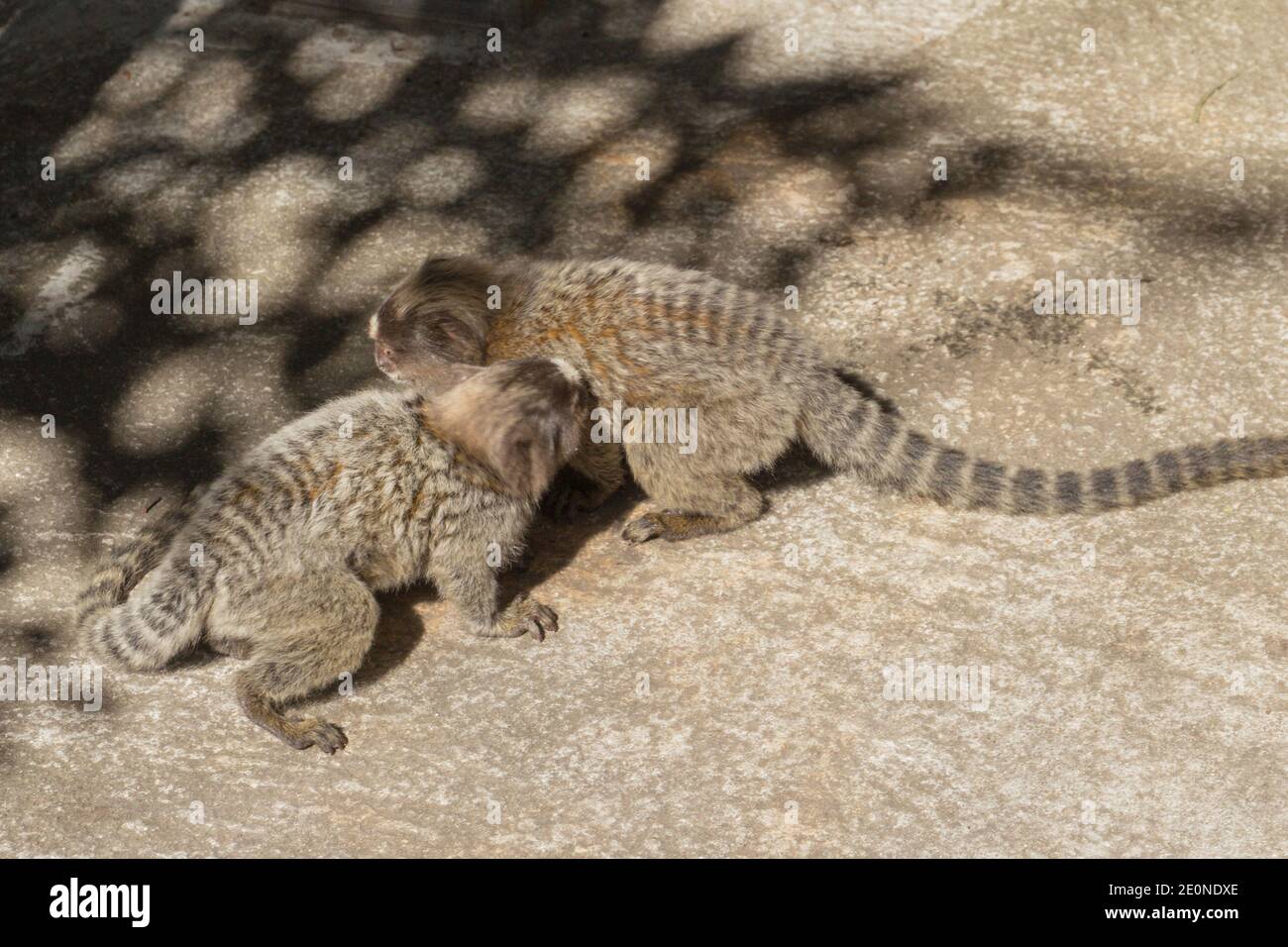 Common Marmoset (Callithrix jacchus) on the Sugar Loaf in the Town of ...