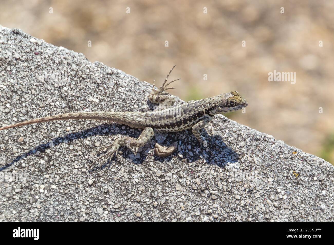 Neotropical ground lizard hi-res stock photography and images - Alamy