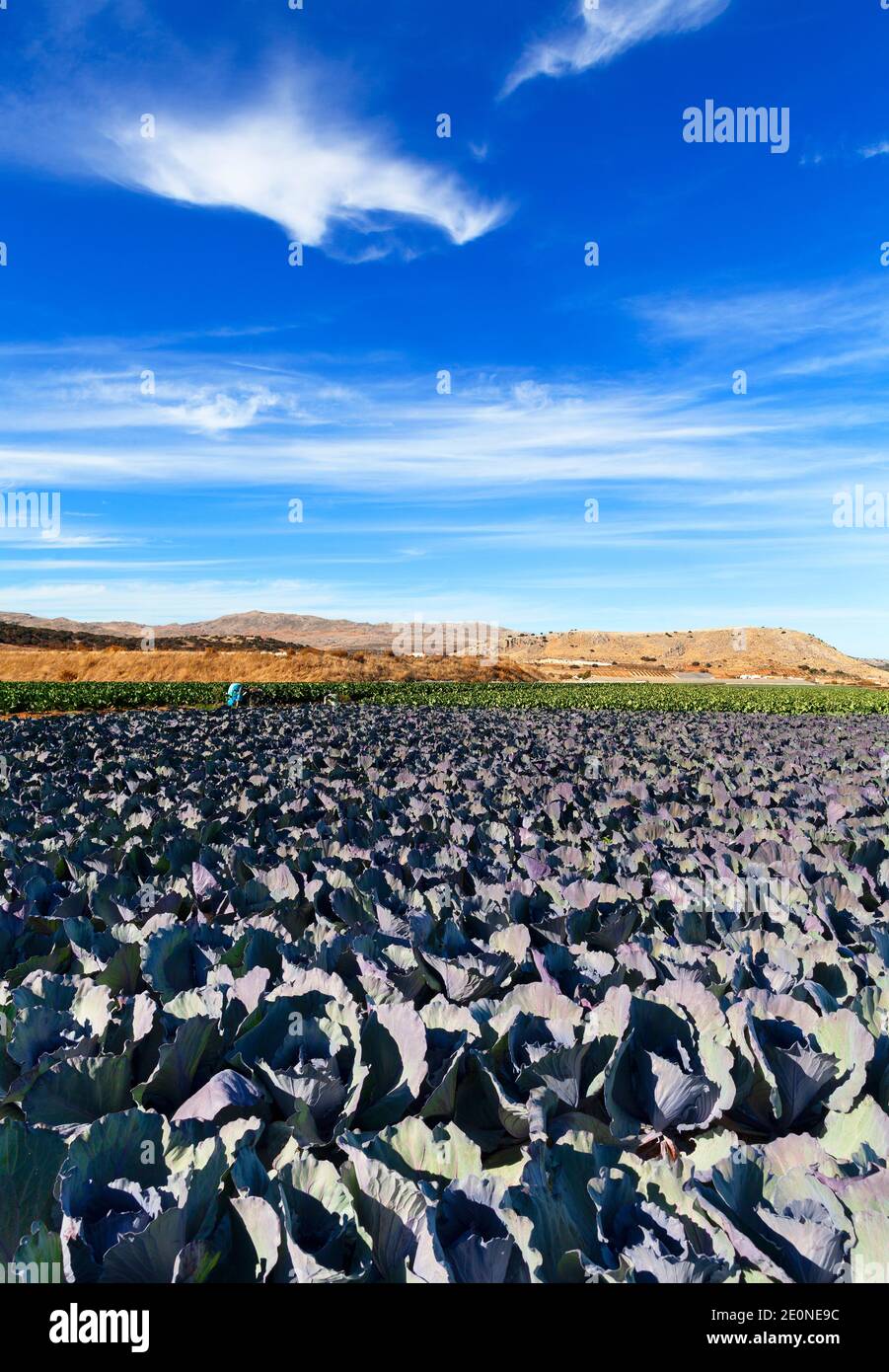 Field of red cabbage, a Christmas favourite, Near Zafarraya , a ...