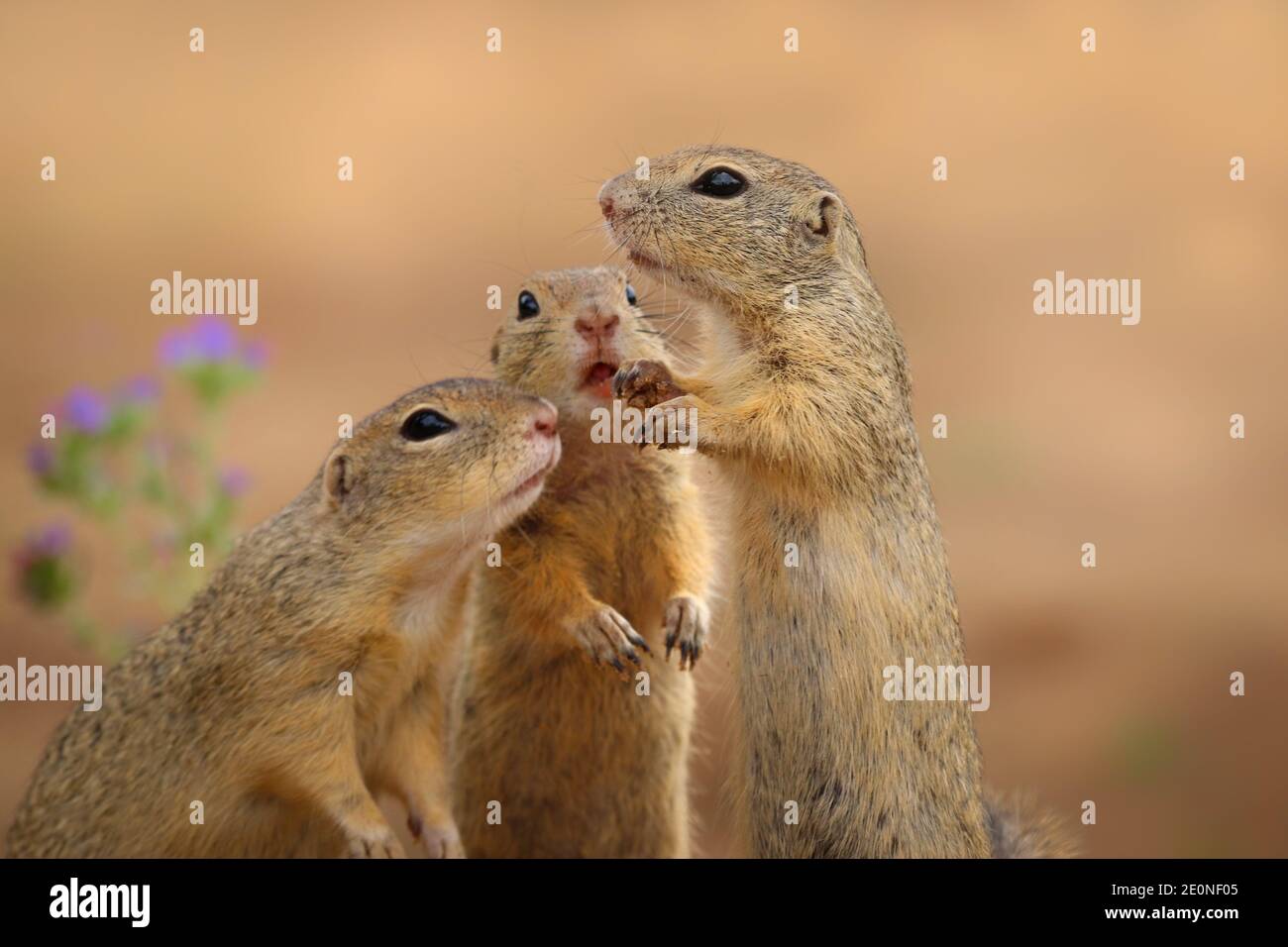 Susliks High Resolution Stock Photography and Images - Alamy