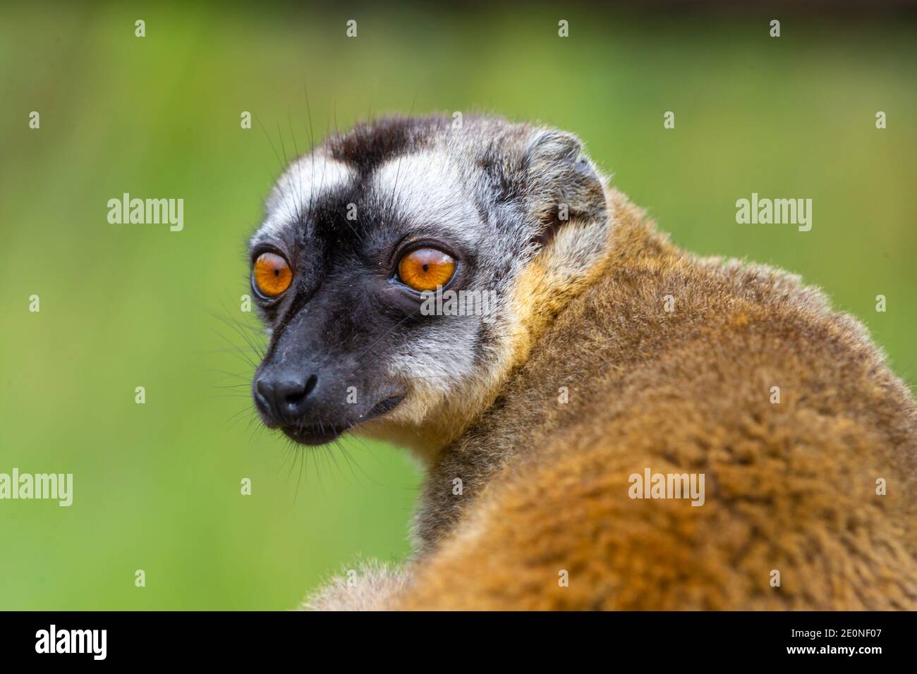 Funny lemur hi-res stock photography and images - Alamy