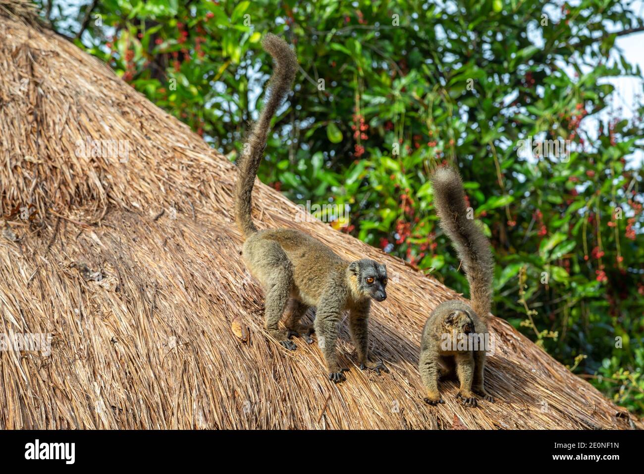 House thatched animal hi-res stock photography and images - Alamy