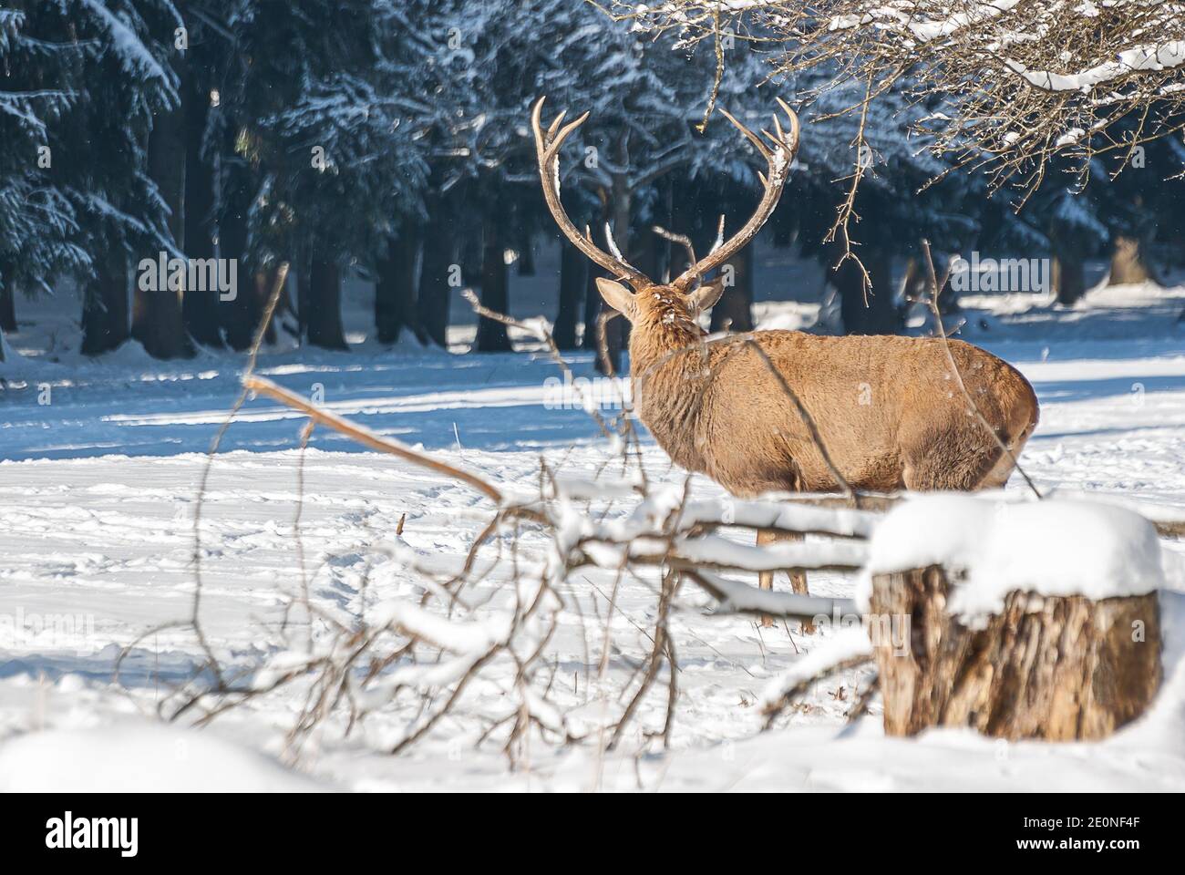 Red deer in winter forest hi-res stock photography and images - Alamy