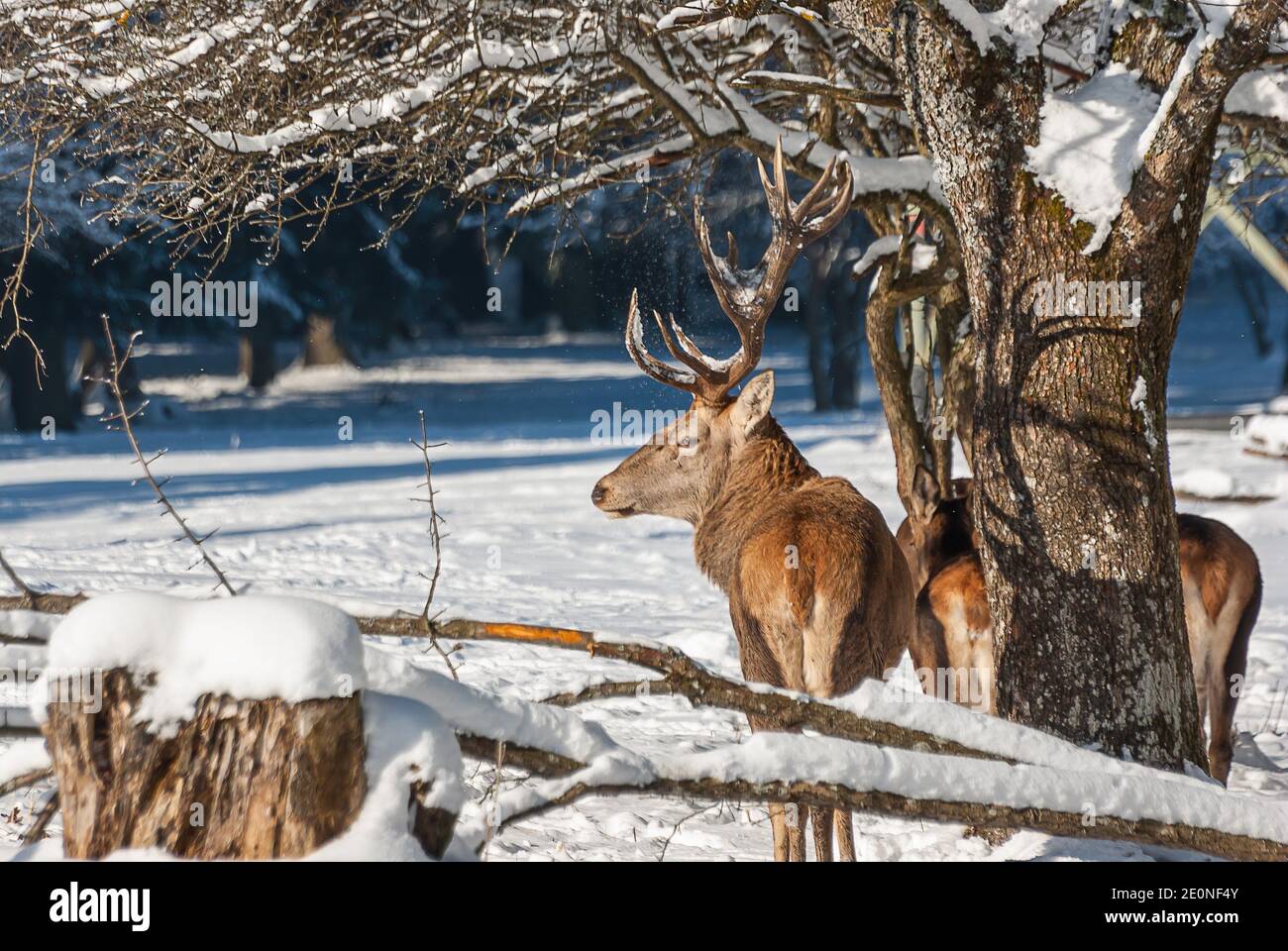 Browsing animal hi-res stock photography and images - Alamy