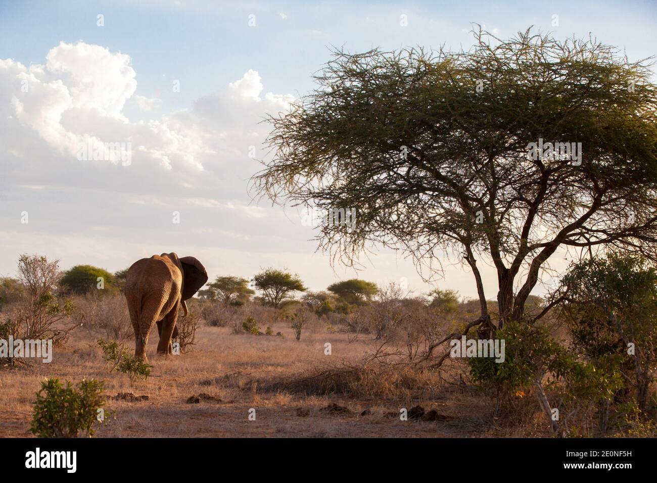 Blue sky elephant hi-res stock photography and images - Alamy