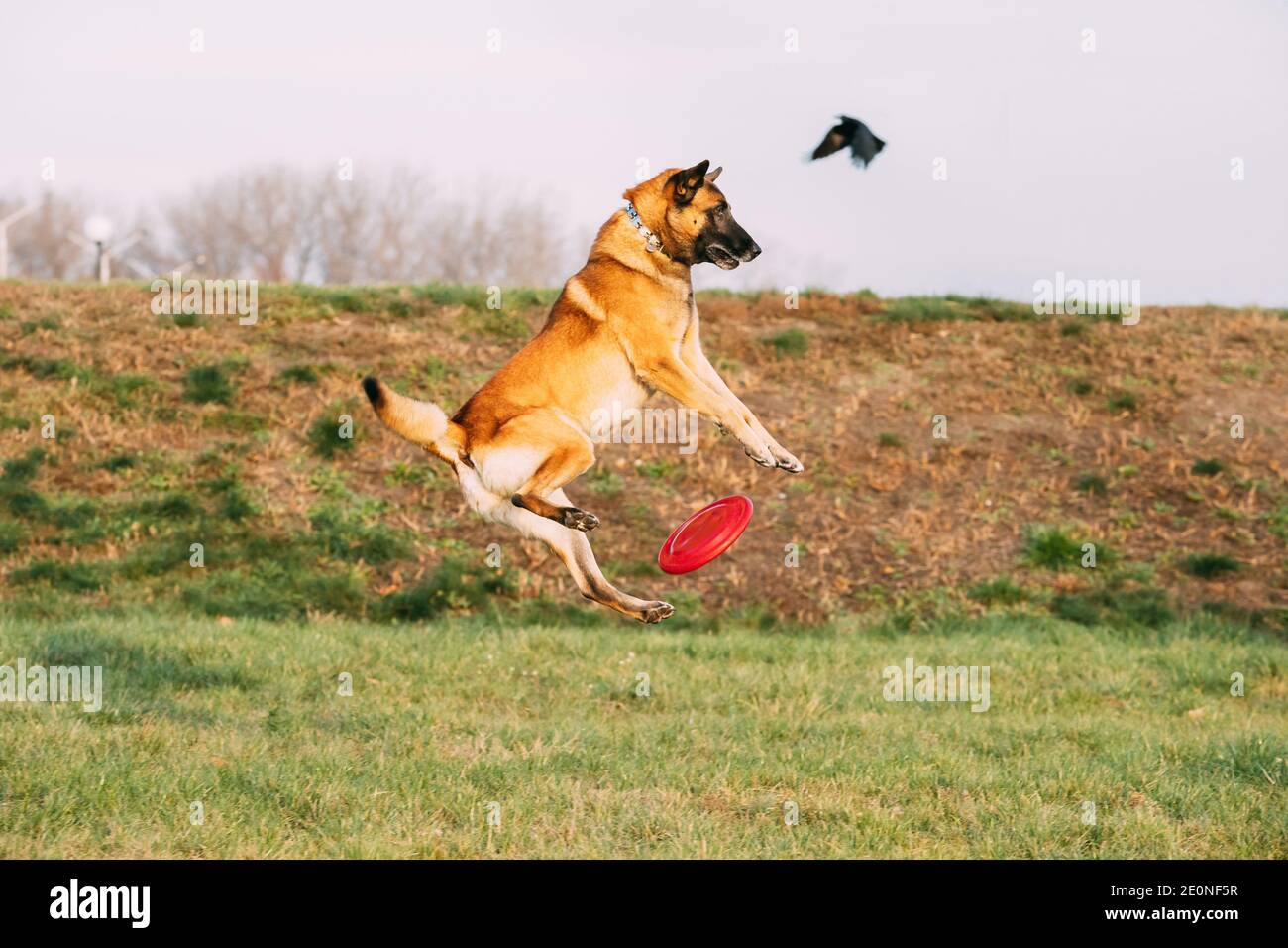 Jumping belgian malinois hi-res stock photography and images - Alamy