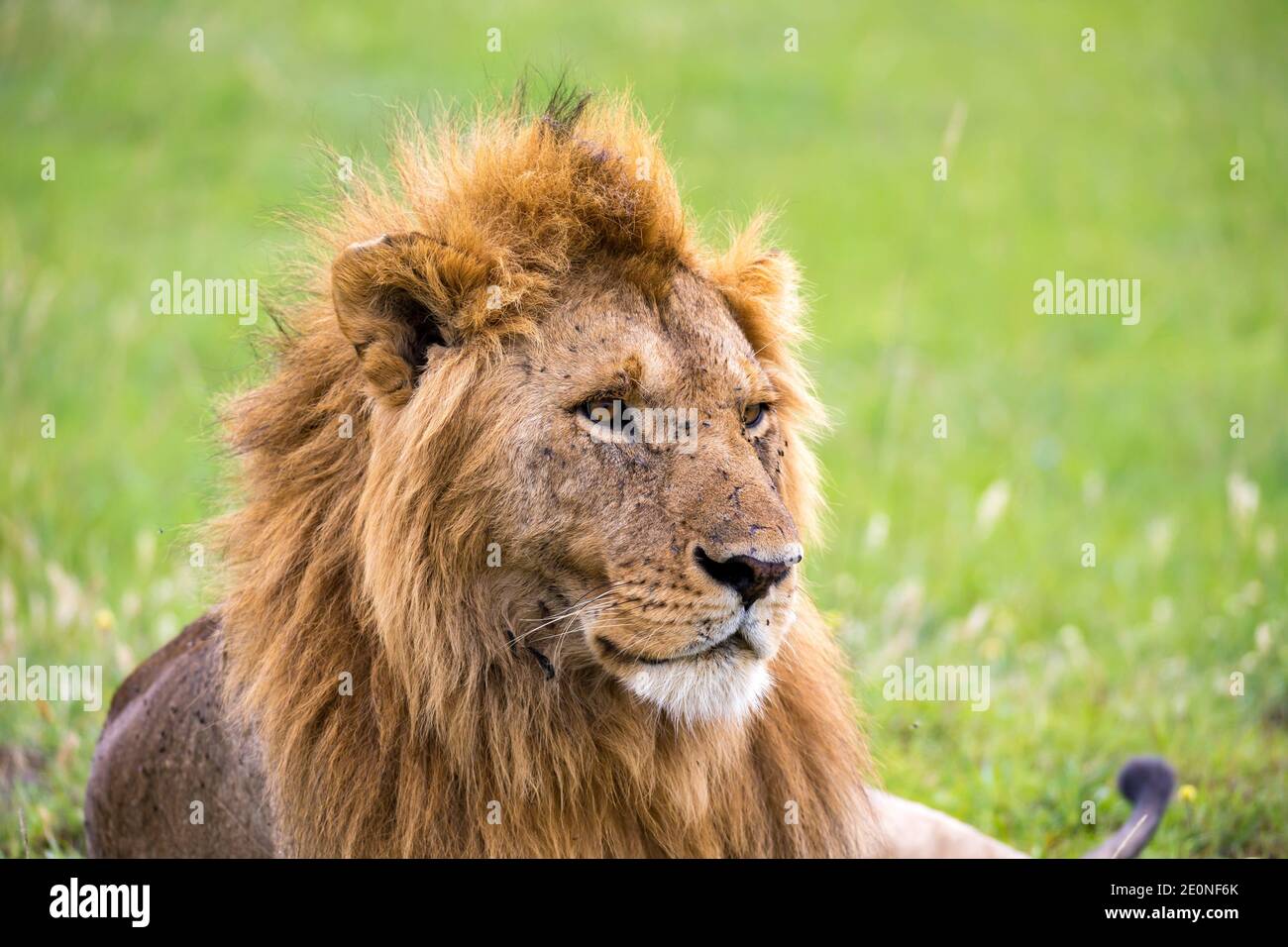 Face of lion hi-res stock photography and images - Alamy