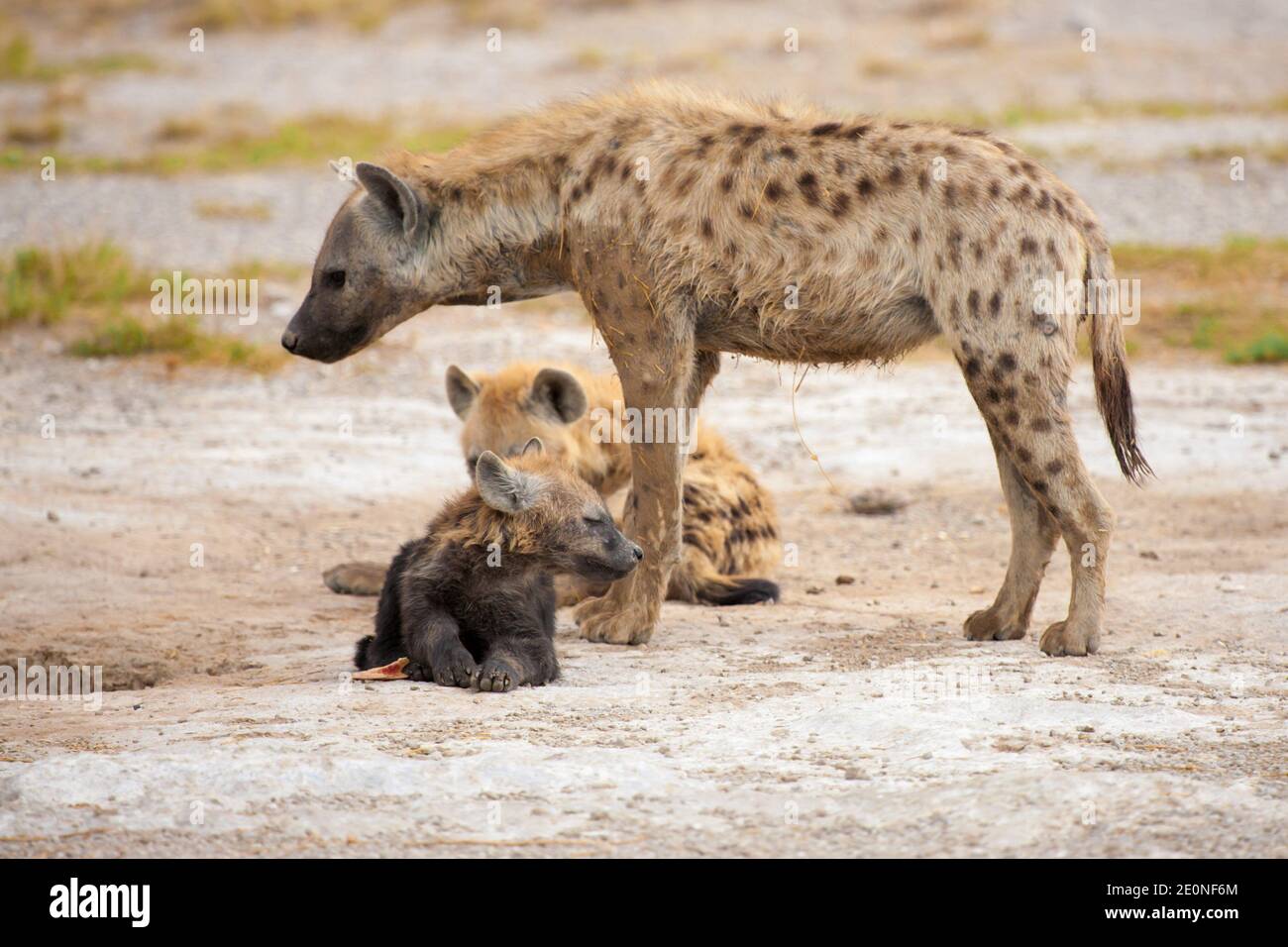Spotted hyenas amboseli hi-res stock photography and images - Alamy