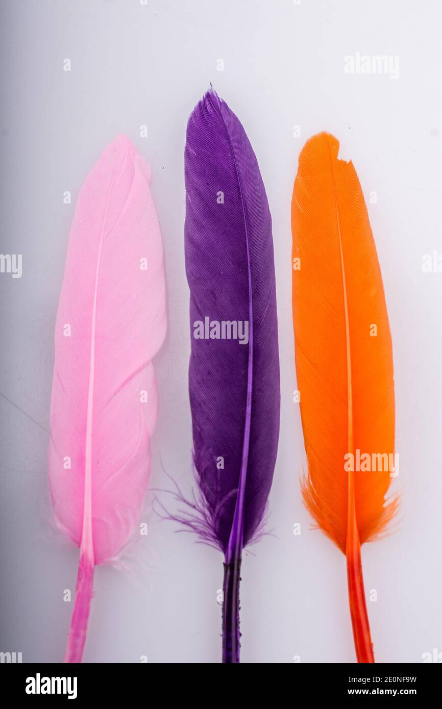 Bird texture hi-res stock photography and images - Alamy