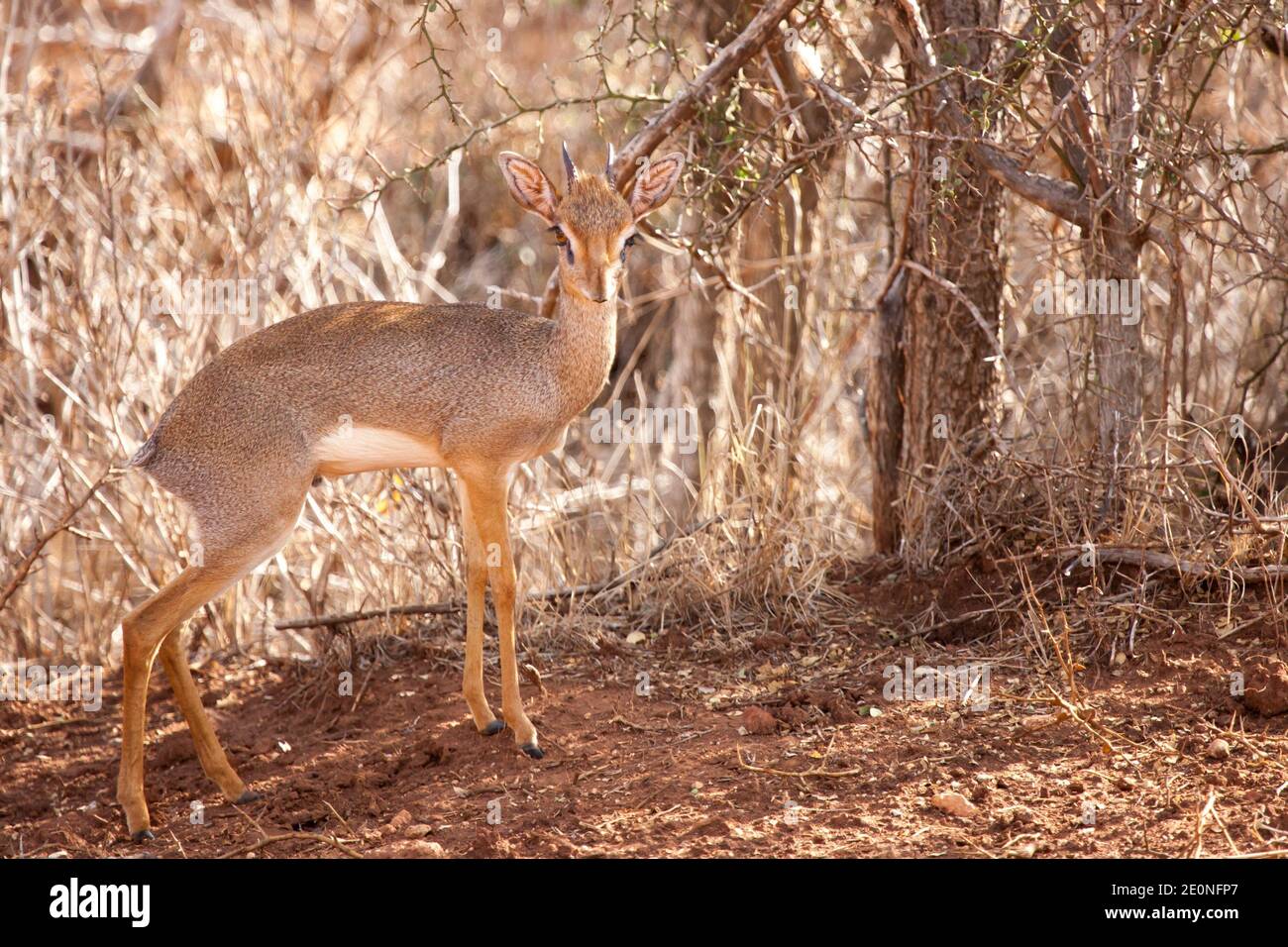 South african dik dik hi-res stock photography and images - Alamy