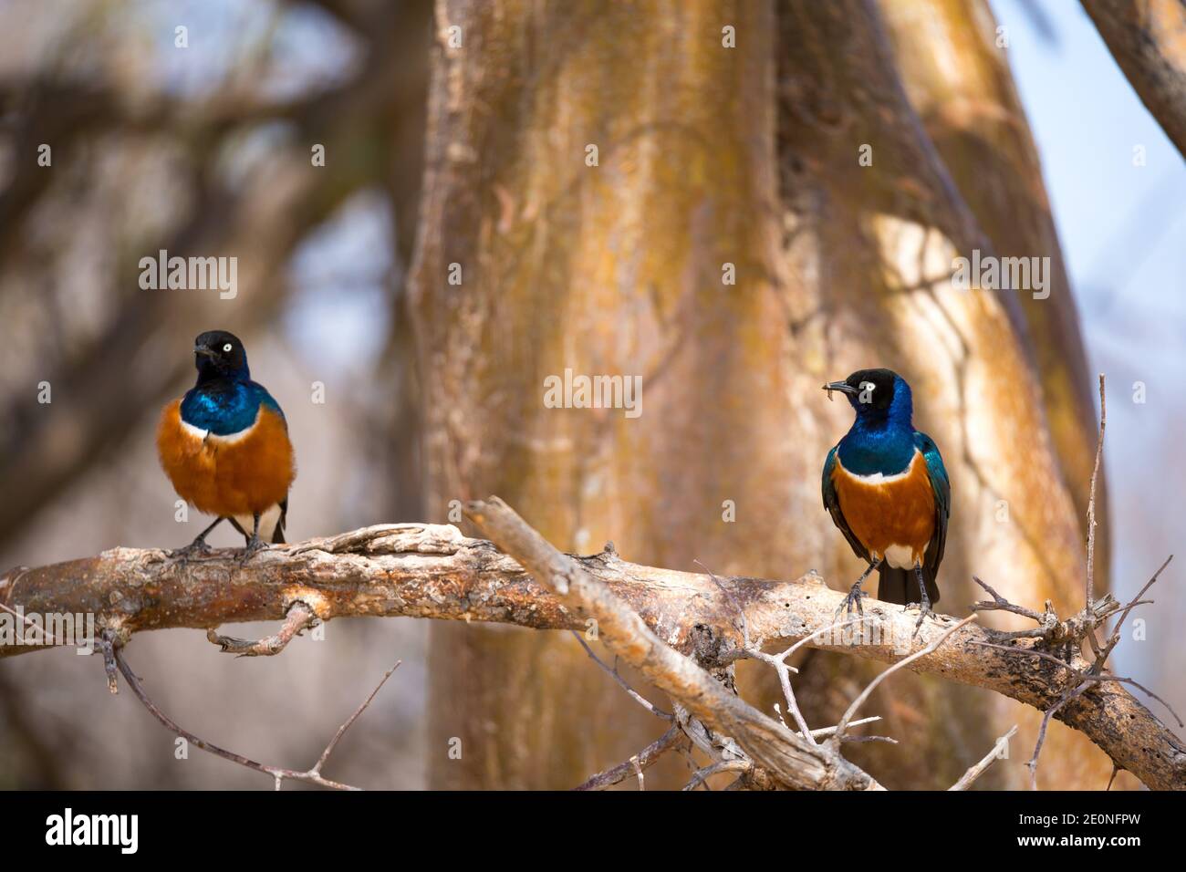 Colorul birds hi-res stock photography and images - Alamy