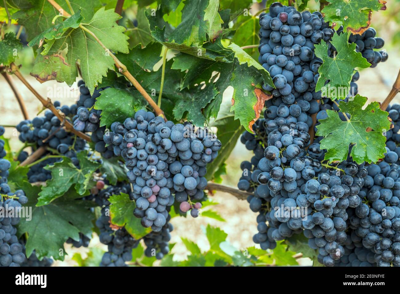 Vine vineyard italian grape italy hi-res stock photography and images ...
