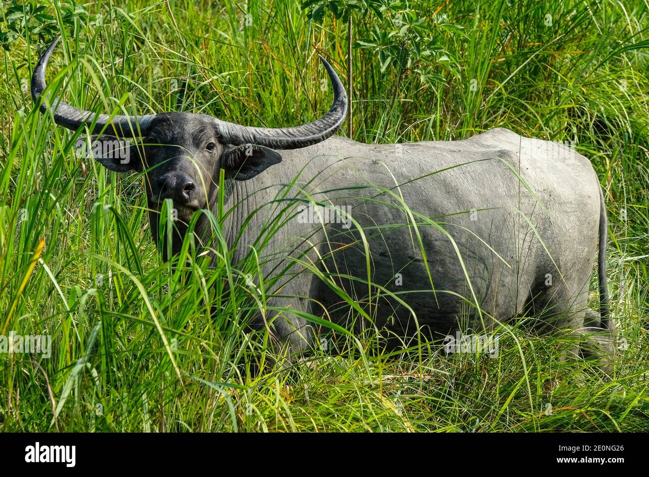 Wild buffalo india hi-res stock photography and images - Alamy