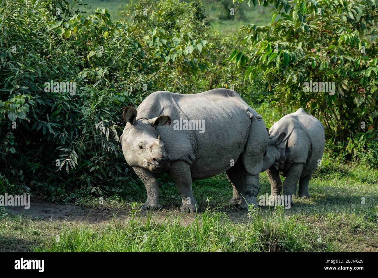Animal in assam hi-res stock photography and images - Alamy