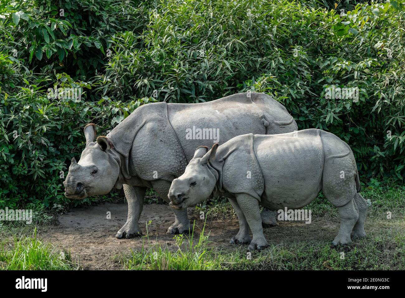 Mammal of assam hi-res stock photography and images - Alamy