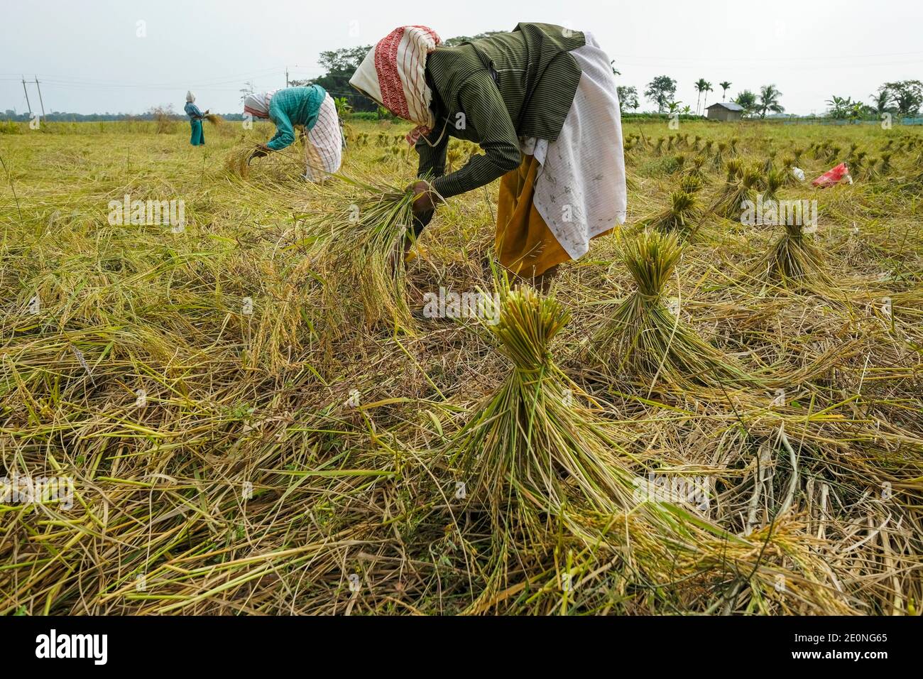 Indian women working in paddy hi-res stock photography and images - Alamy
