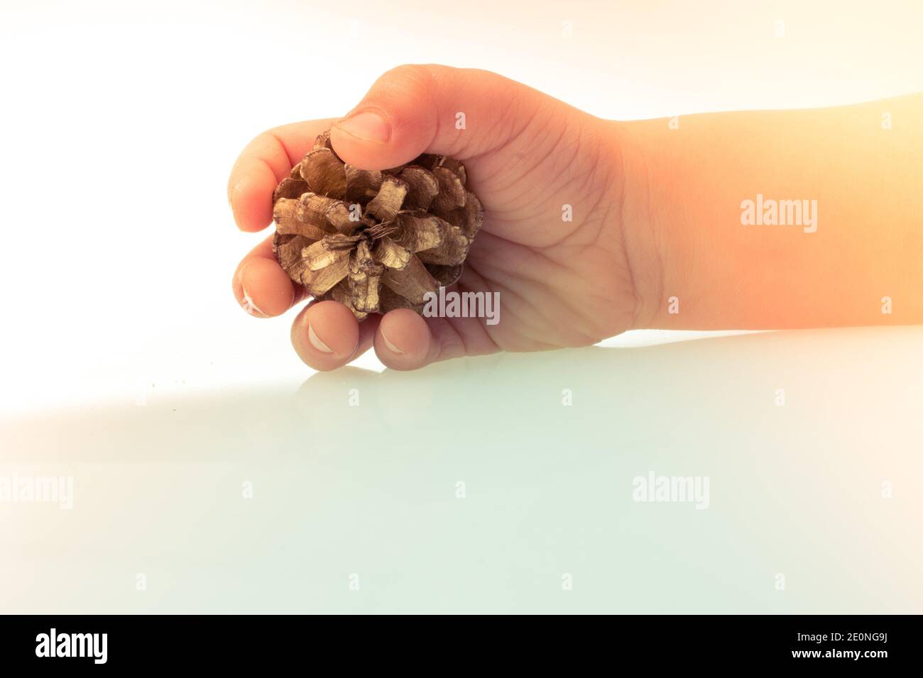 Pine cone in hand hi-res stock photography and images - Alamy