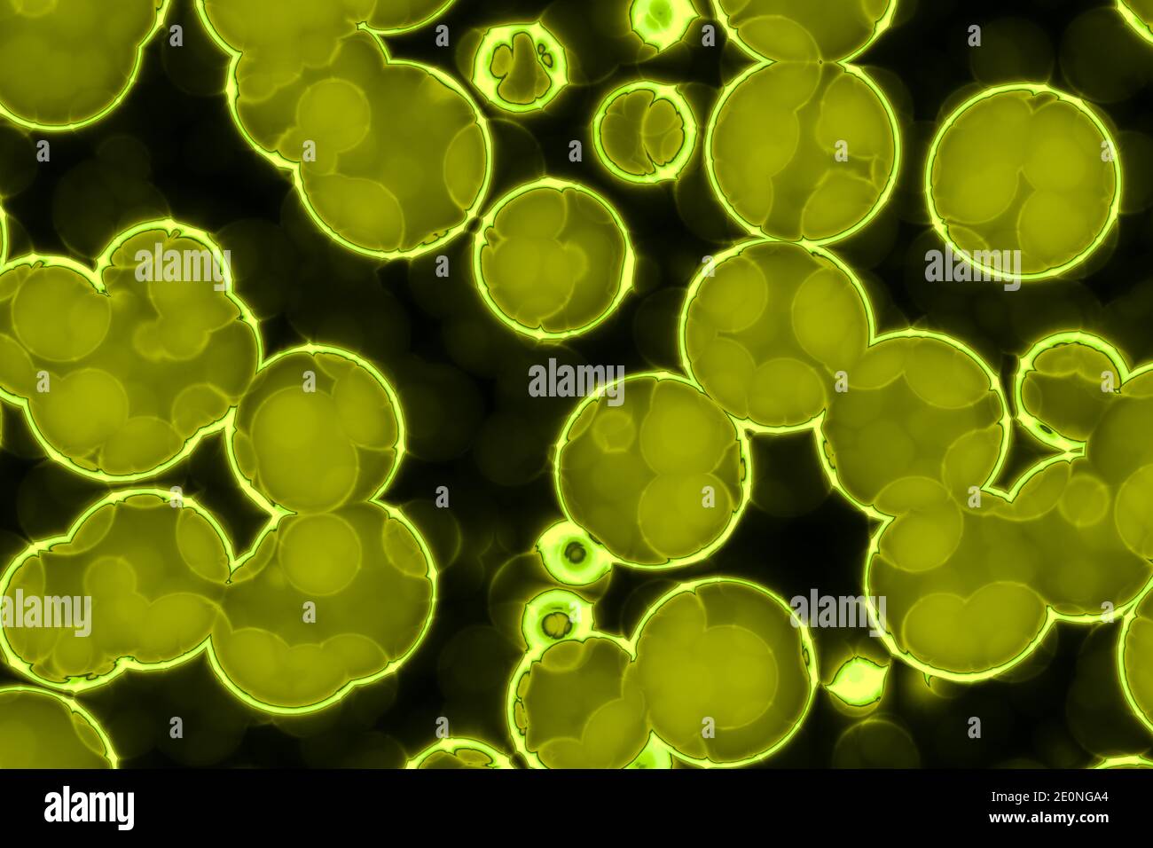 Spirillum bacteria hi-res stock photography and images - Alamy