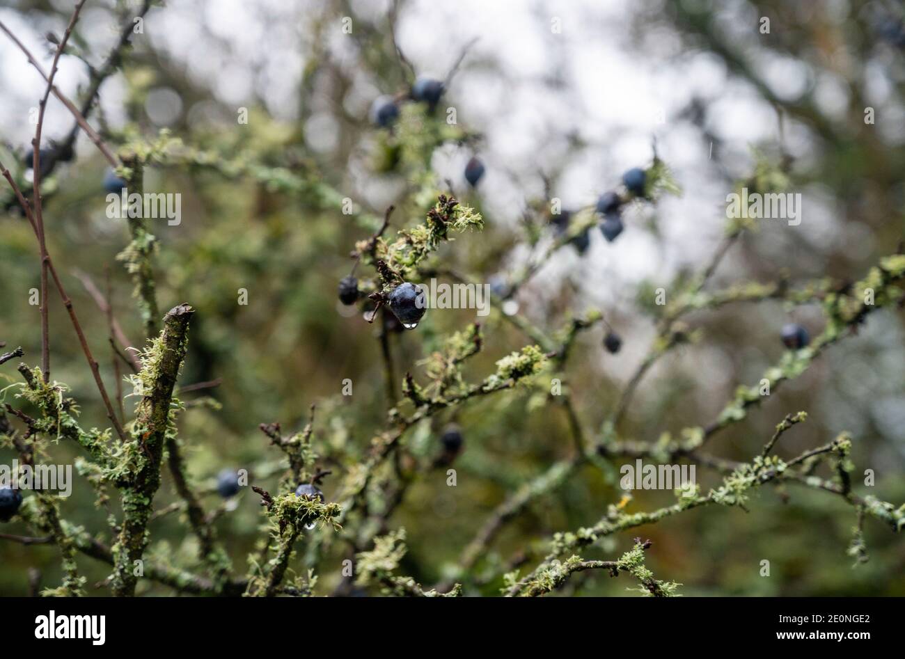 Sloe berry on the blackthorn plant bush in winter . Sloes are often ...