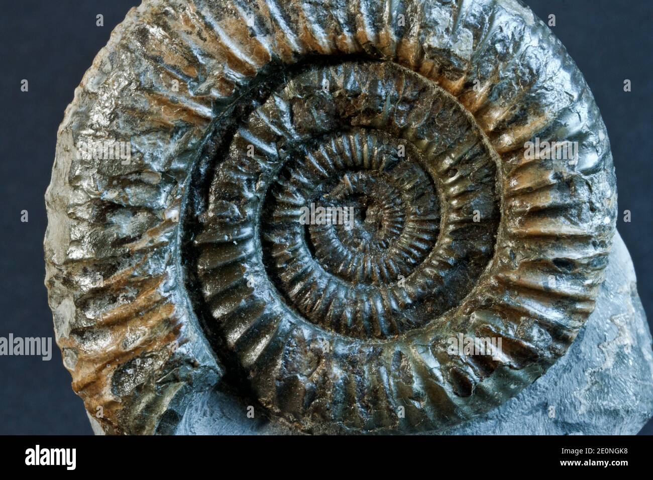 The species of Dactylioceras commune is one of the most common ...