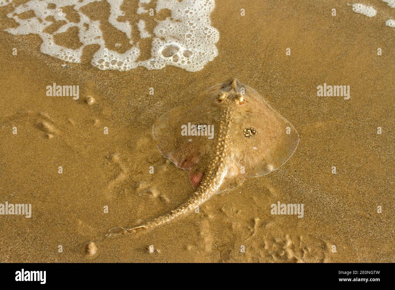 Skate ray skeleton hi-res stock photography and images - Alamy