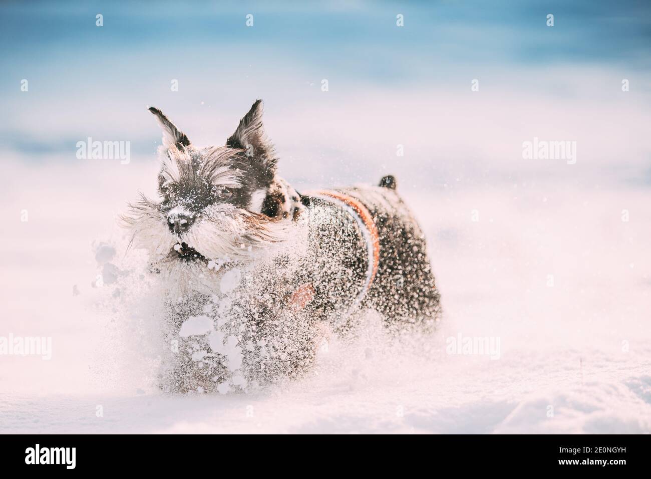 Dog breed miniature schnauzer color hi-res stock photography and images ...