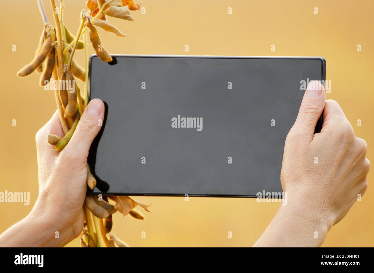 Female agriculture soy hi-res stock photography and images - Alamy