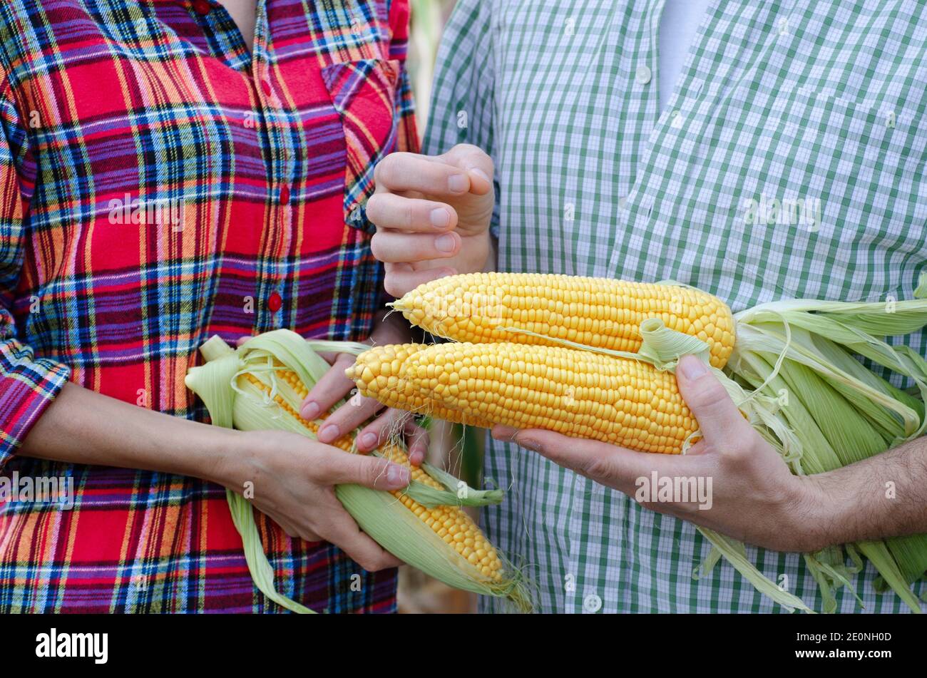 Corn field workers hi-res stock photography and images - Alamy