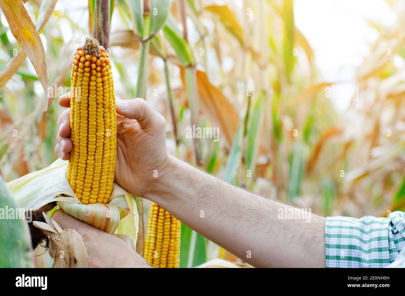 Corn holding in hand hi-res stock photography and images - Alamy
