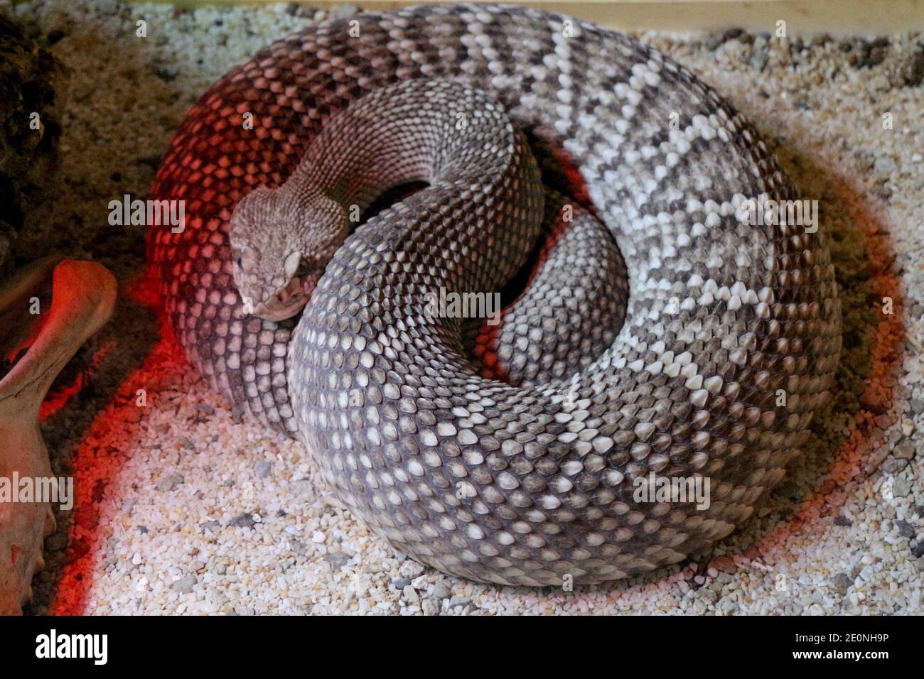 Tropical rattlesnake crotalus durissus hi-res stock photography and ...