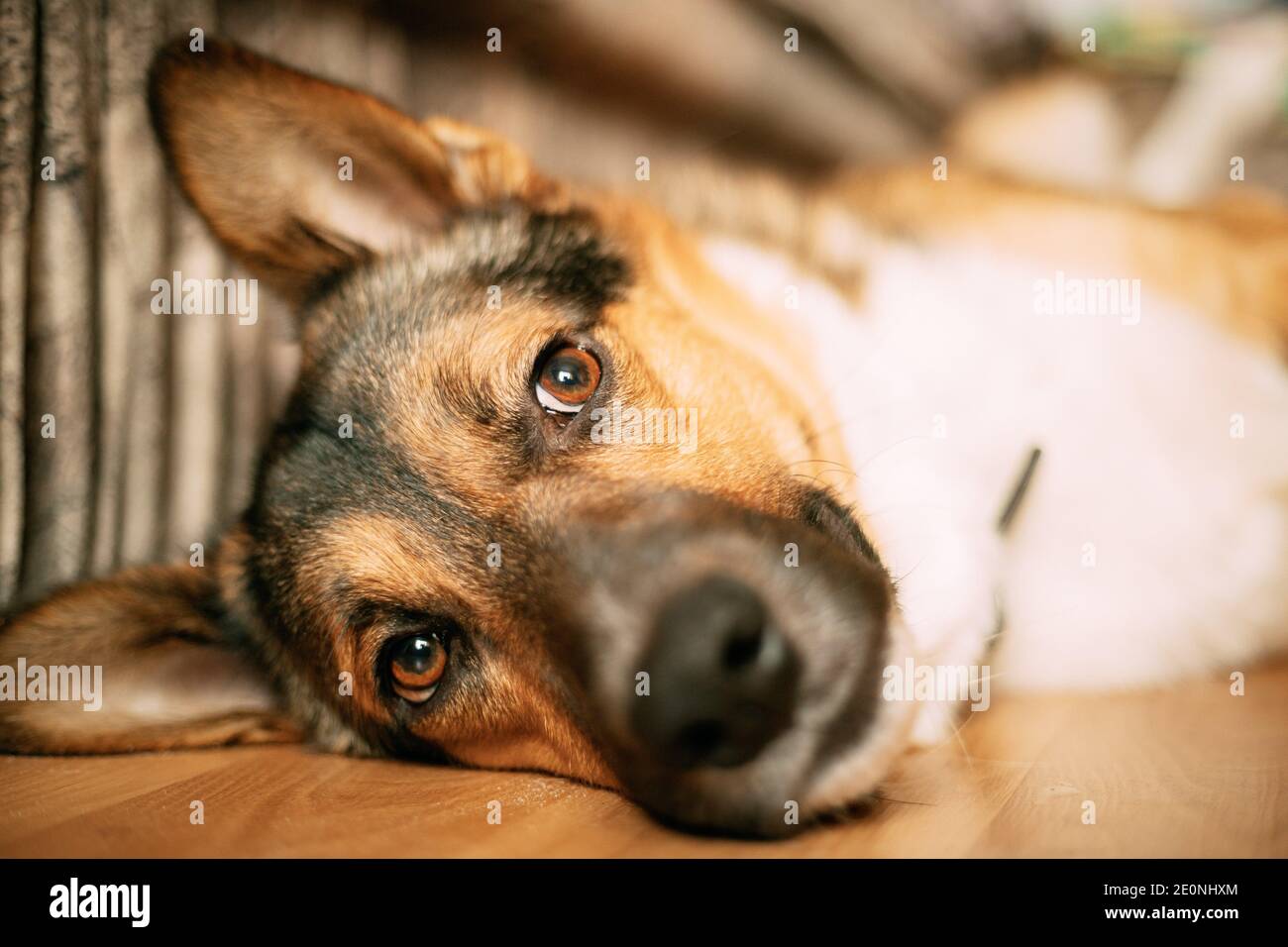 Funny house young hi-res stock photography and images - Alamy