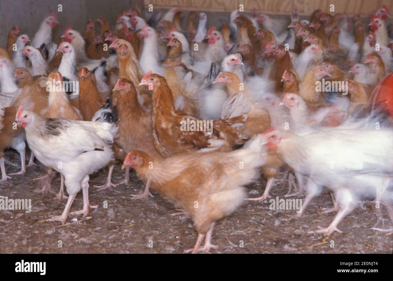 Chickens on a farm Stock Photo - Alamy
