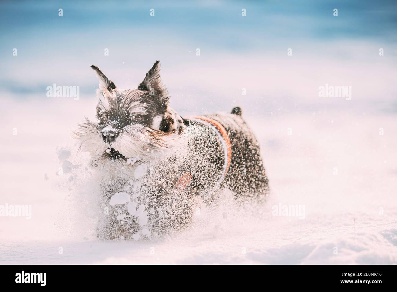 Dog breed miniature schnauzer color hi-res stock photography and images ...