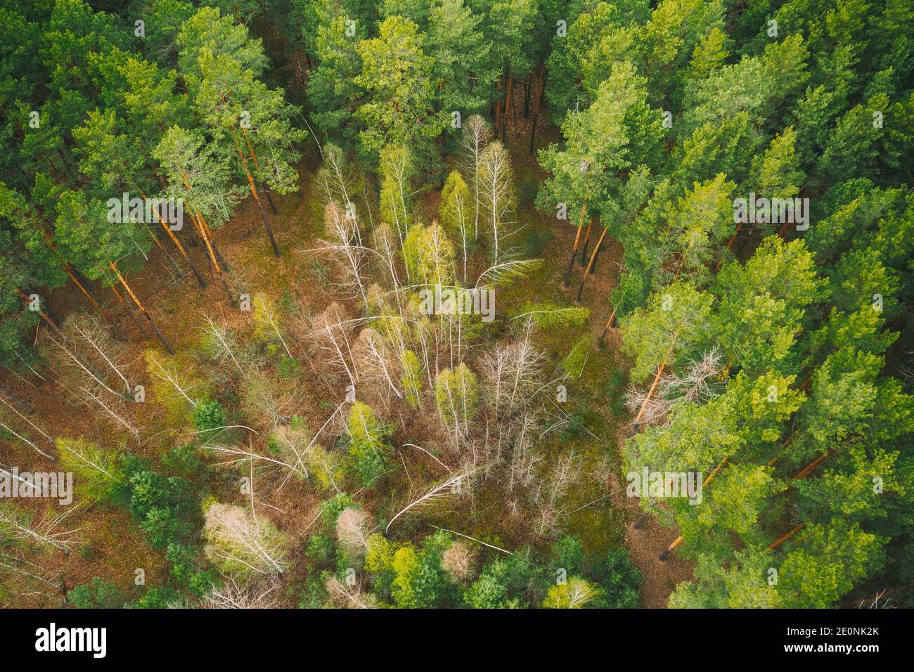 Birch tree without leaves hi-res stock photography and images - Alamy