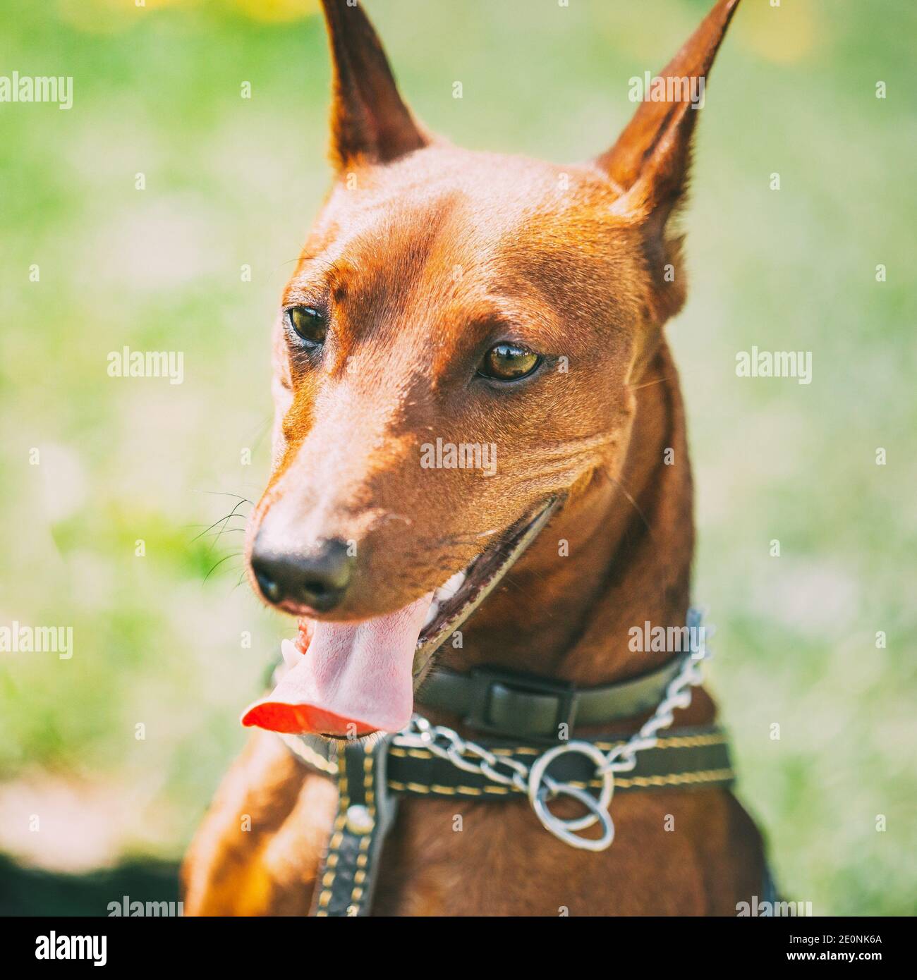 Mini Pin High Resolution Stock Photography and Images - Alamy