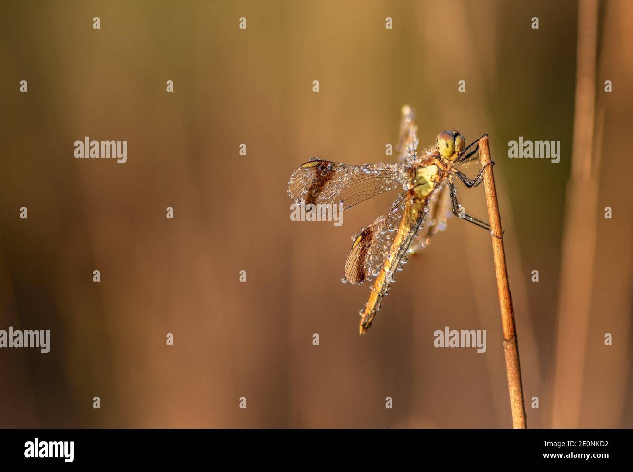 Dragonfly morning hi-res stock photography and images - Alamy