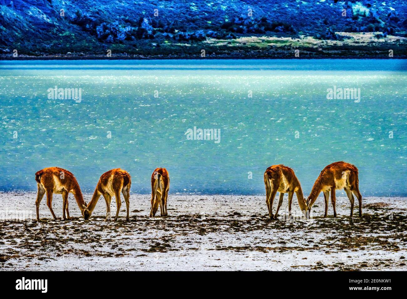 Wild Lamas High Resolution Stock Photography and Images - Alamy