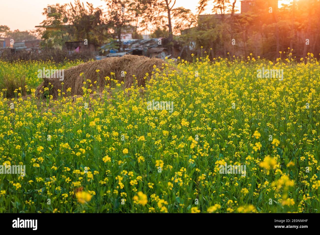 Yellow leaf field close up hi-res stock photography and images - Alamy