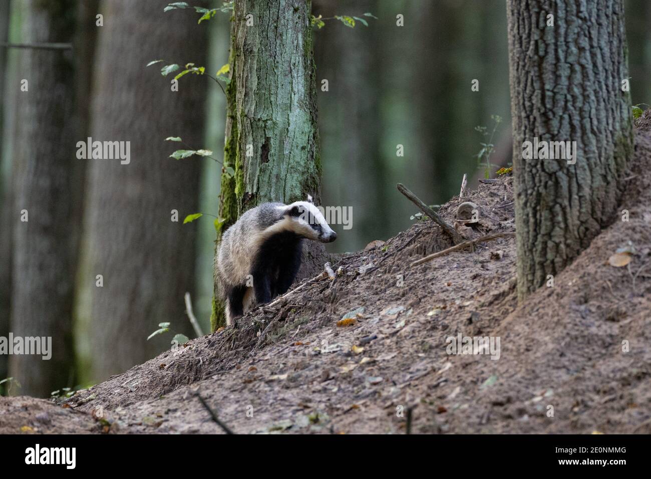 Meles meles people hi-res stock photography and images - Alamy