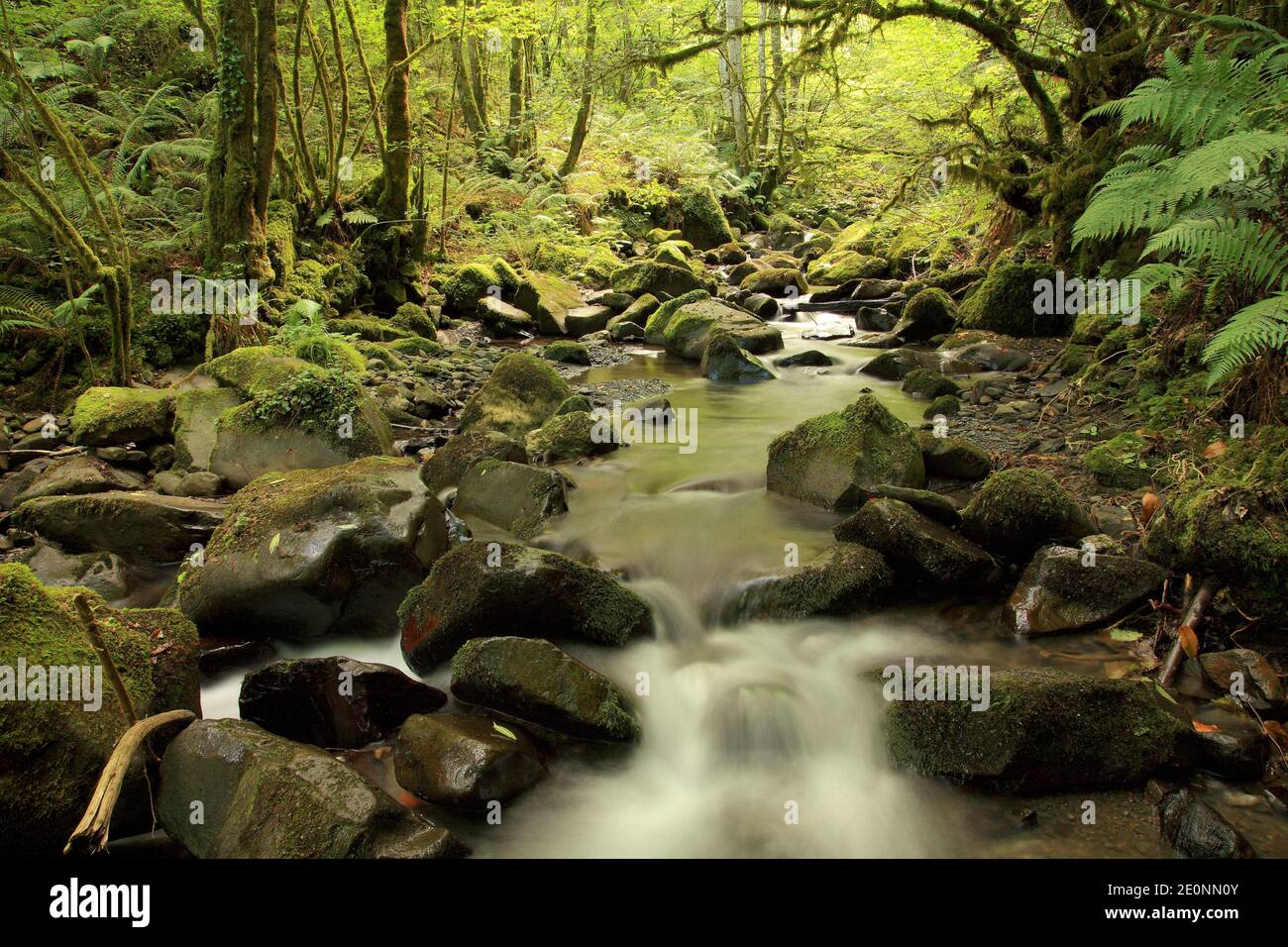 Ponga natural park hi-res stock photography and images - Alamy