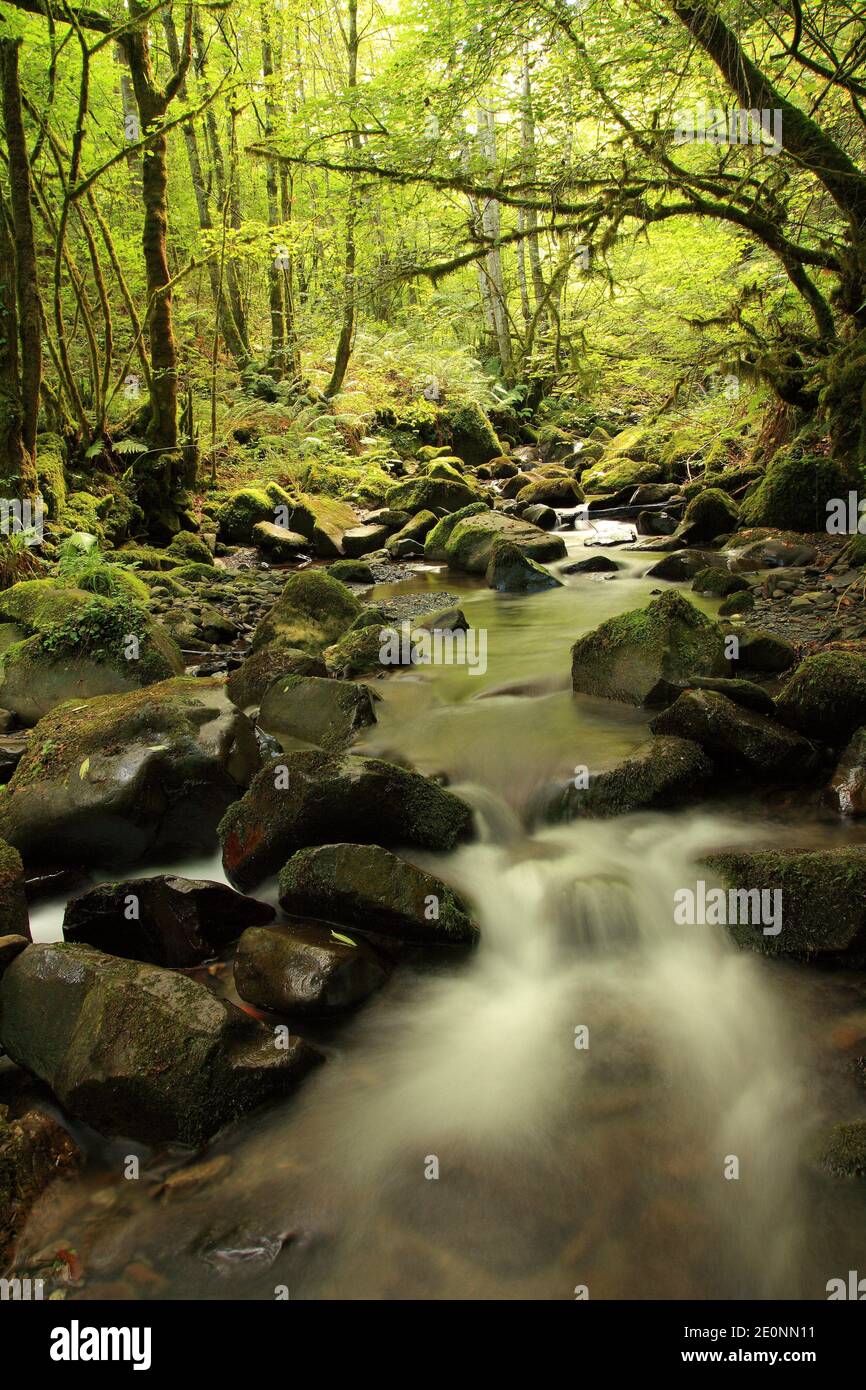 Ponga natural park hi-res stock photography and images - Alamy