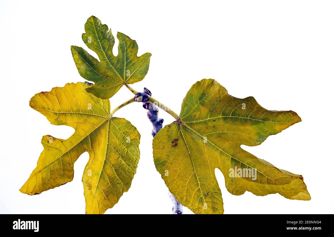 Plant time hi-res stock photography and images - Alamy