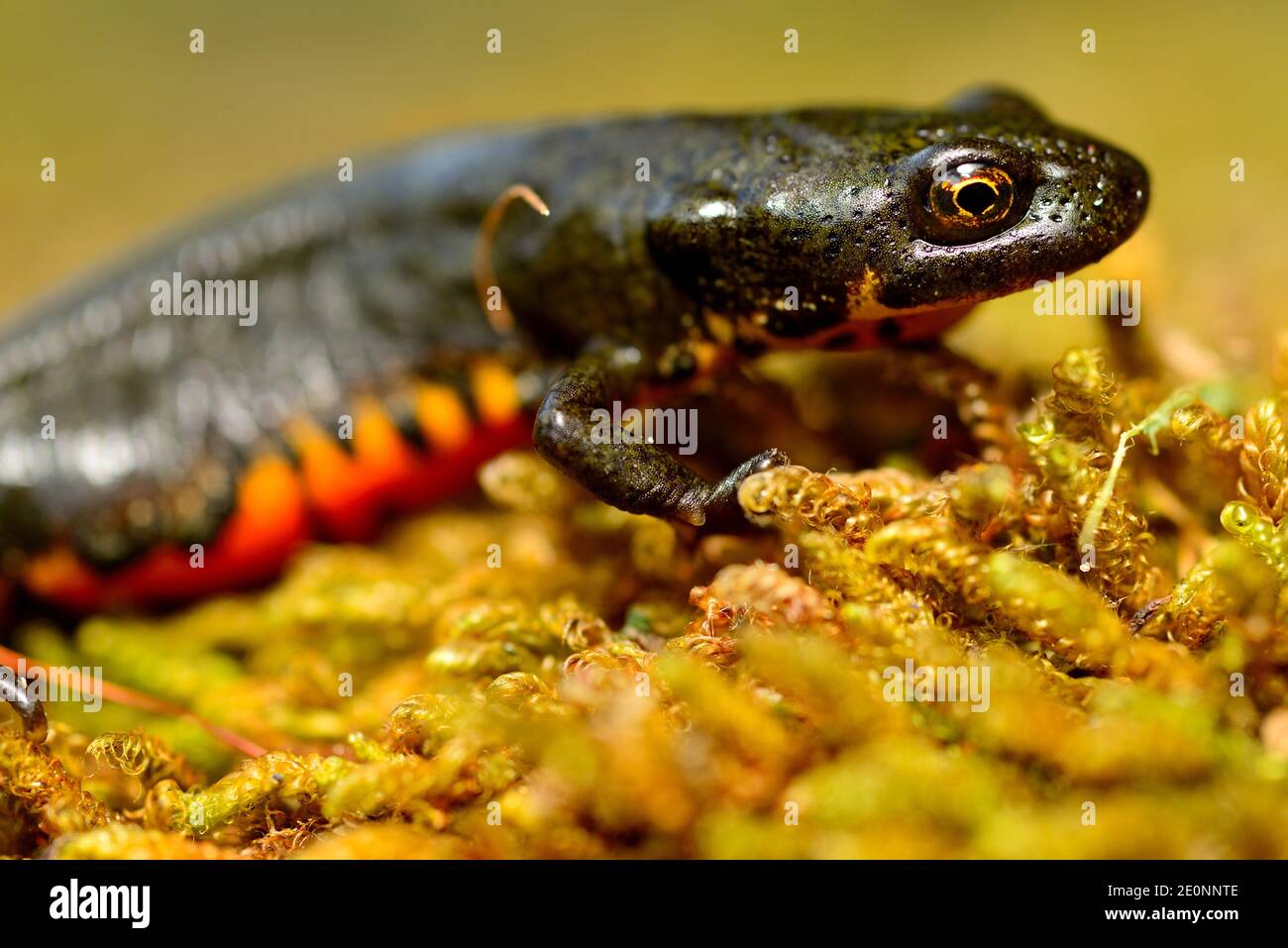 Bosca Newt High Resolution Stock Photography and Images - Alamy