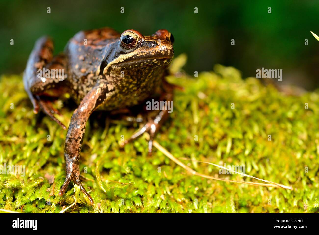 Rana iberica hi-res stock photography and images - Alamy