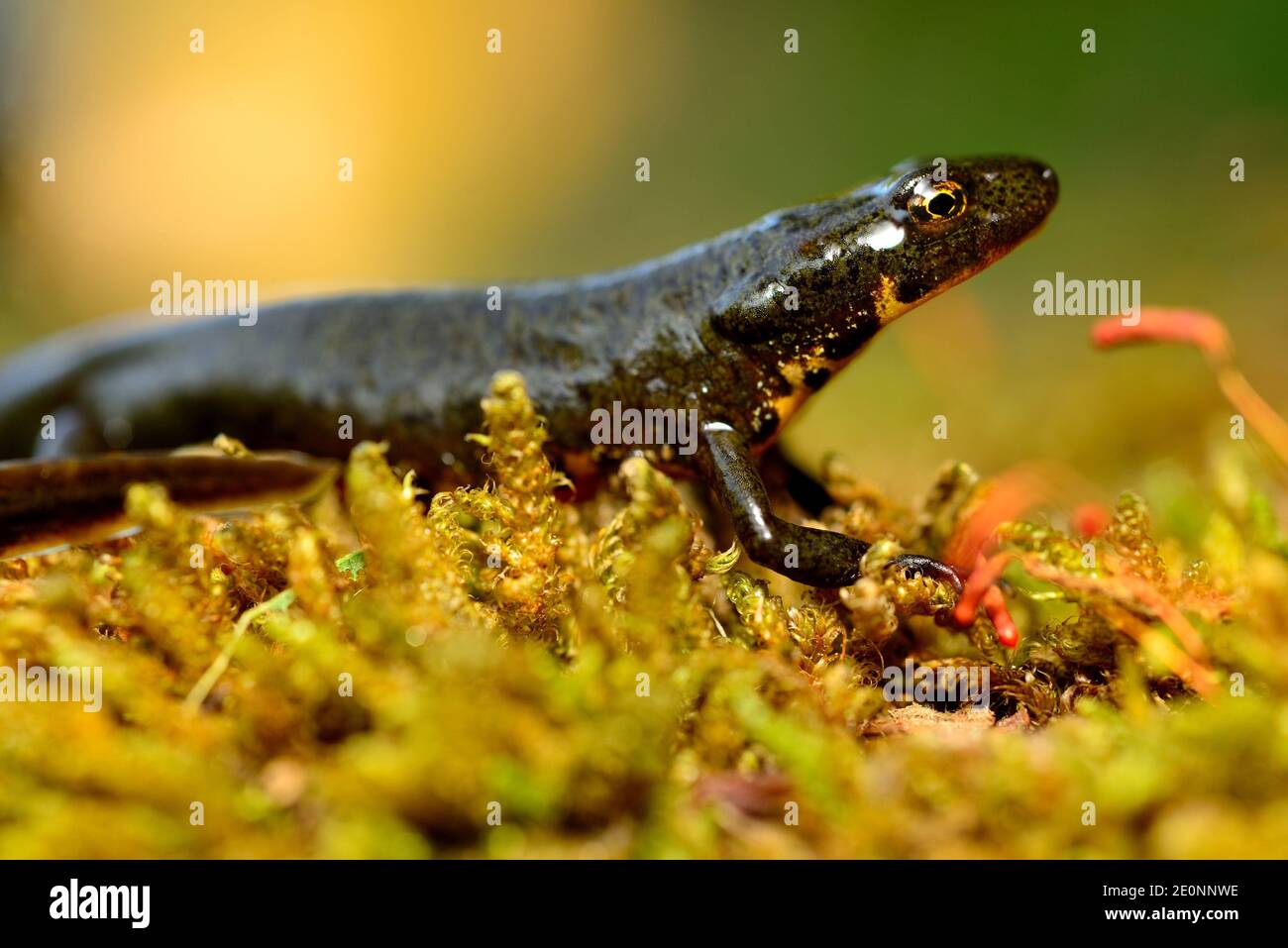 Bosca Newt High Resolution Stock Photography and Images - Alamy
