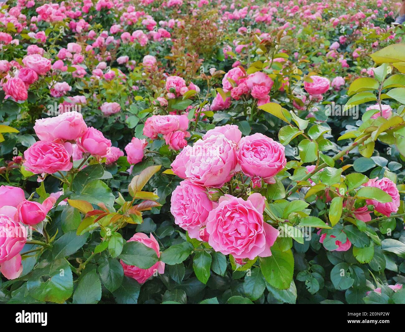 Garden spray pink roses a lot. Close-up Stock Photo - Alamy