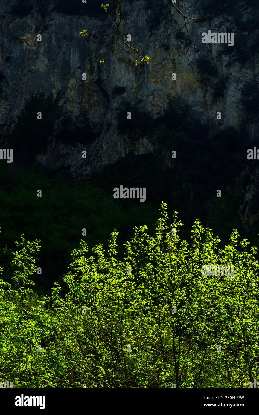 The forest at spring: State Nature Reserve Gola del Furlo, Italy Stock ...