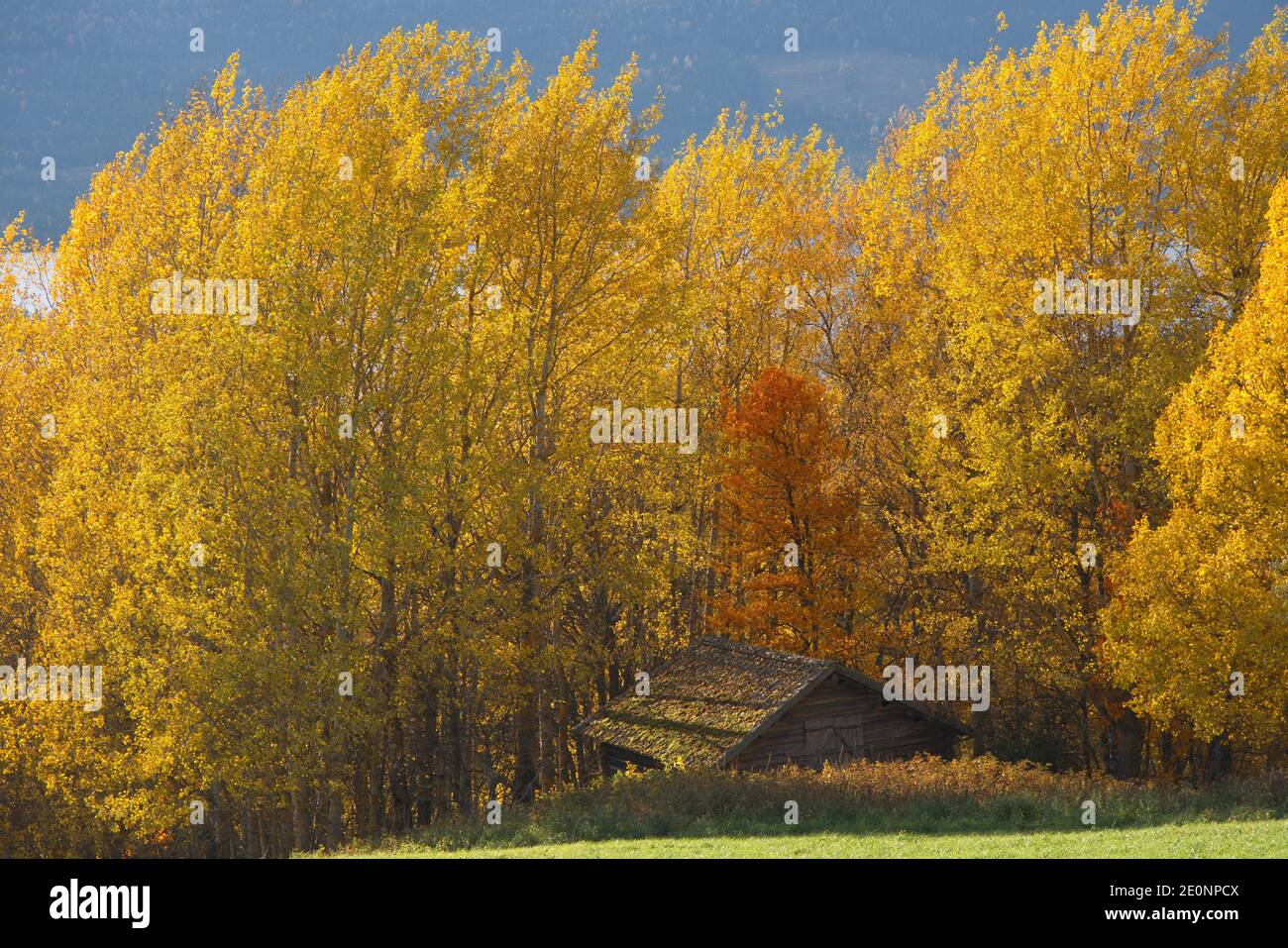 Kall hi-res stock photography and images - Alamy