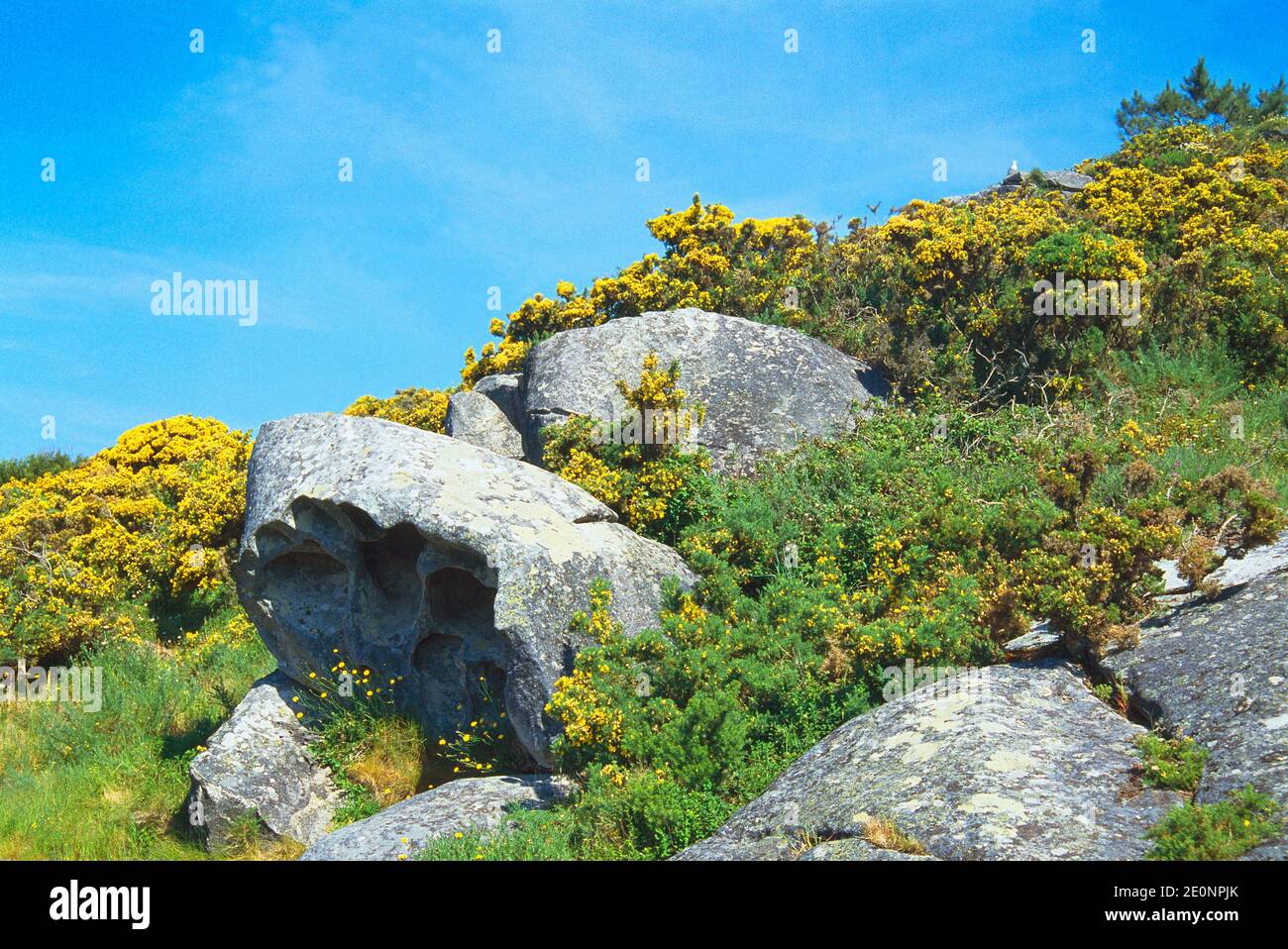 Flowers of toxo hi-res stock photography and images - Alamy